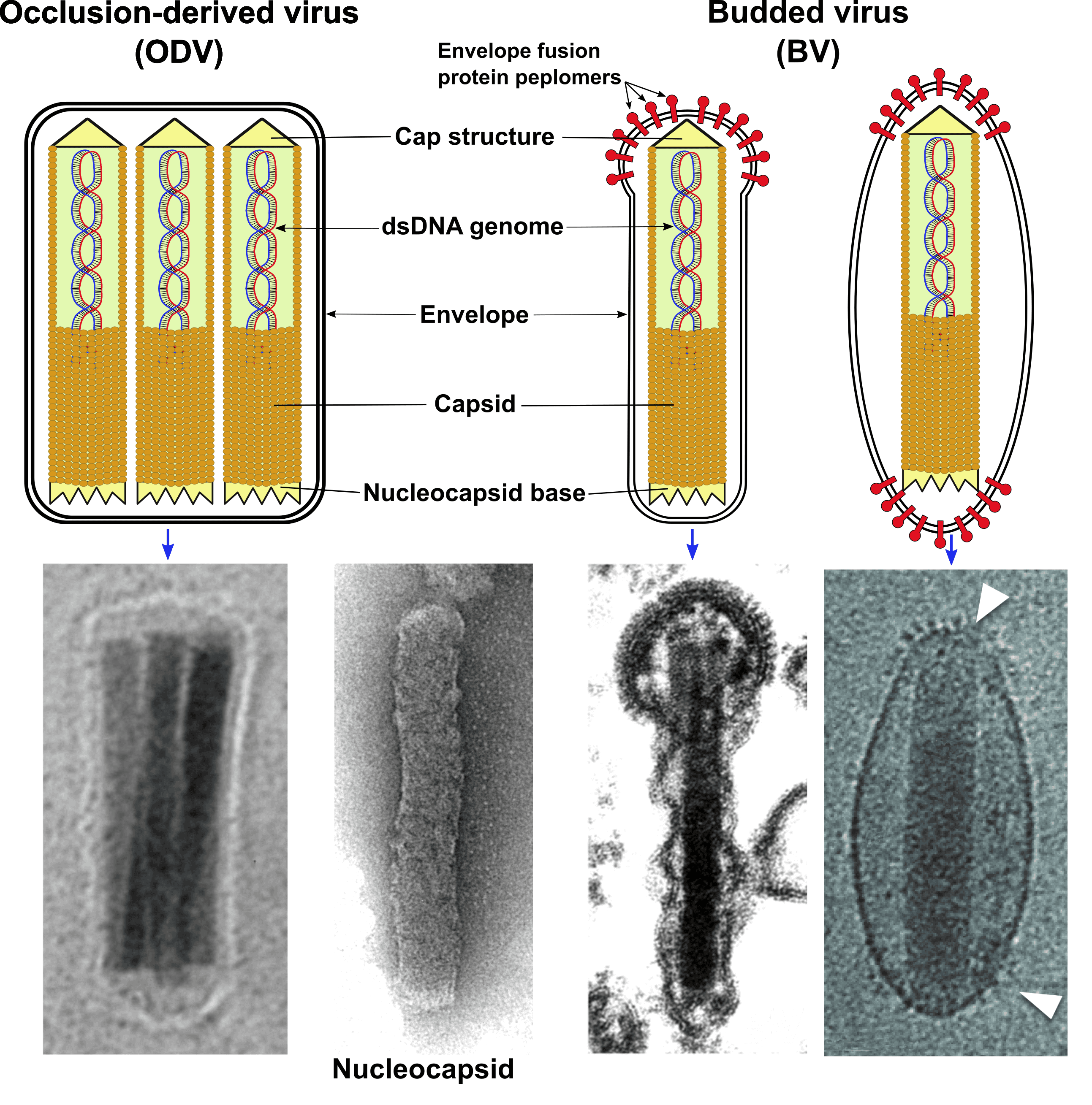 Family: Baculoviridae | ICTV