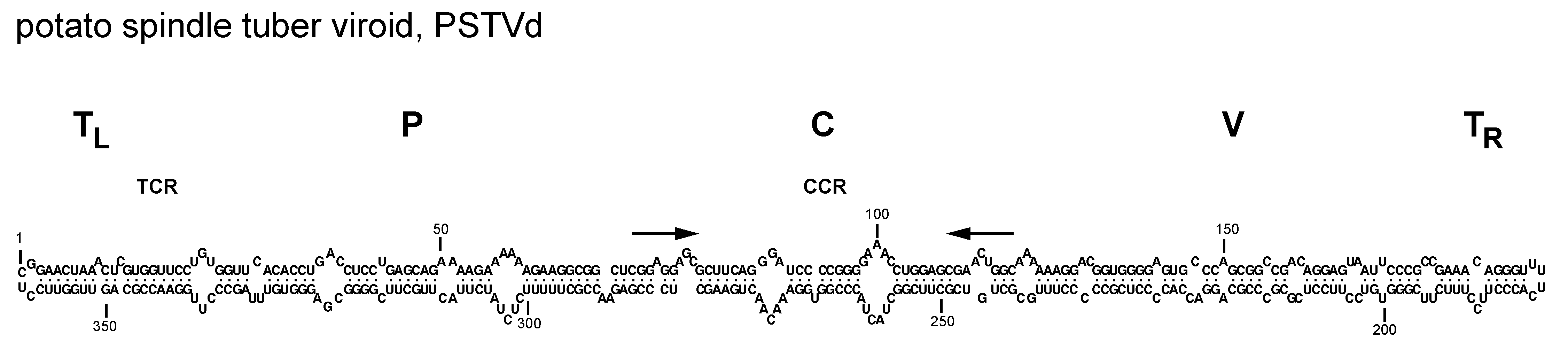 Family: Pospiviroidae | ICTV