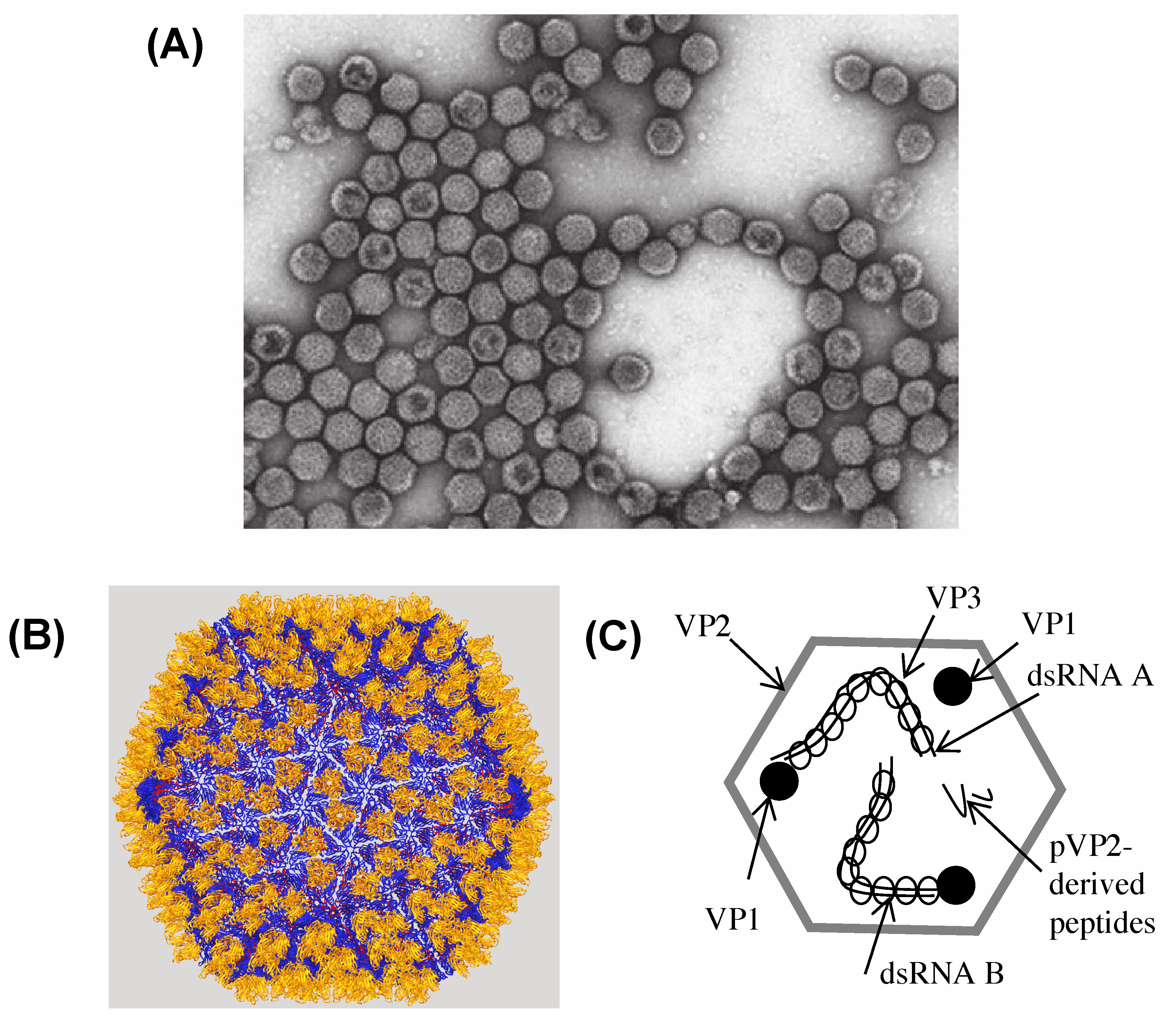 Family: Birnaviridae | ICTV