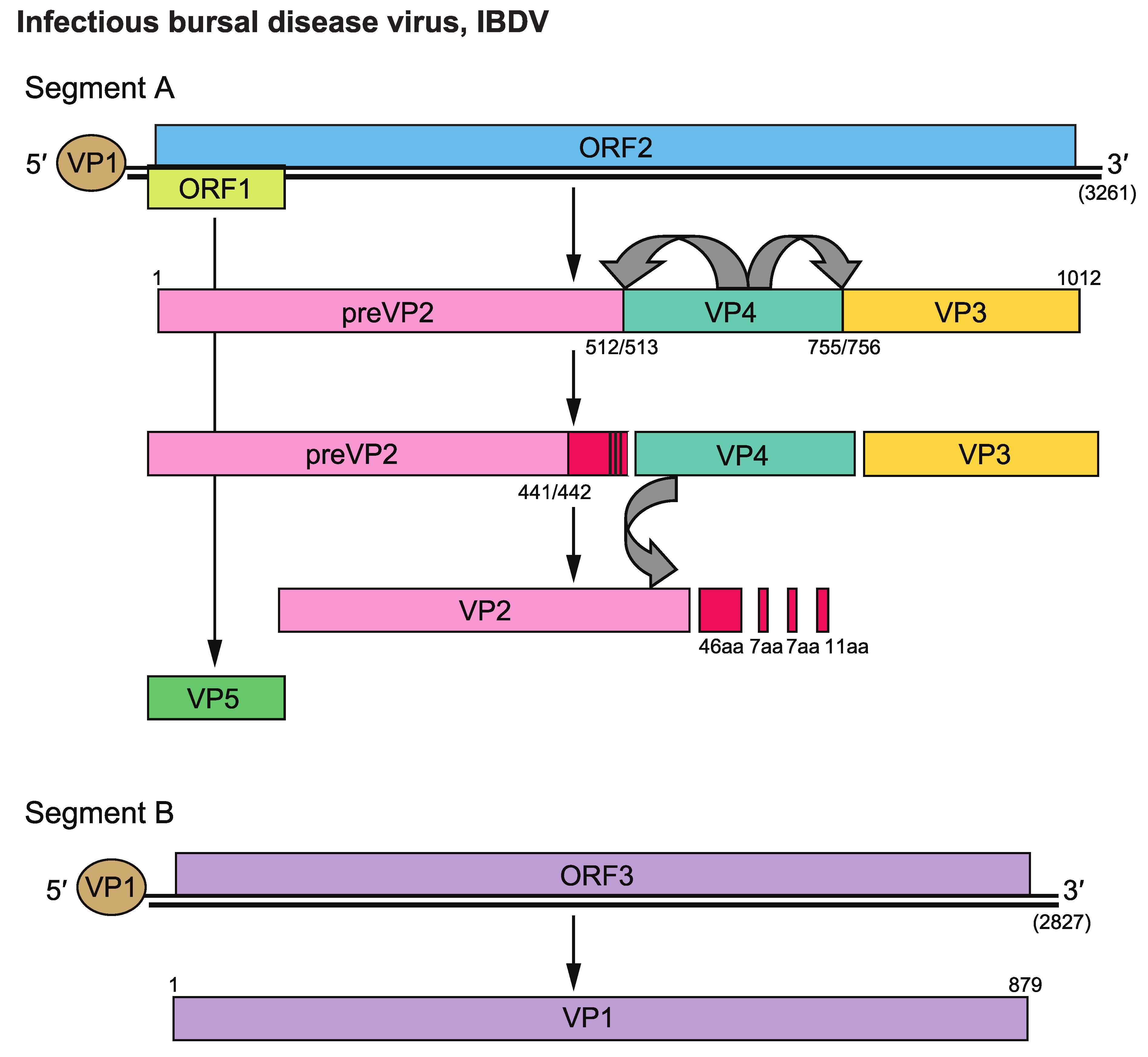 Family: Birnaviridae | ICTV