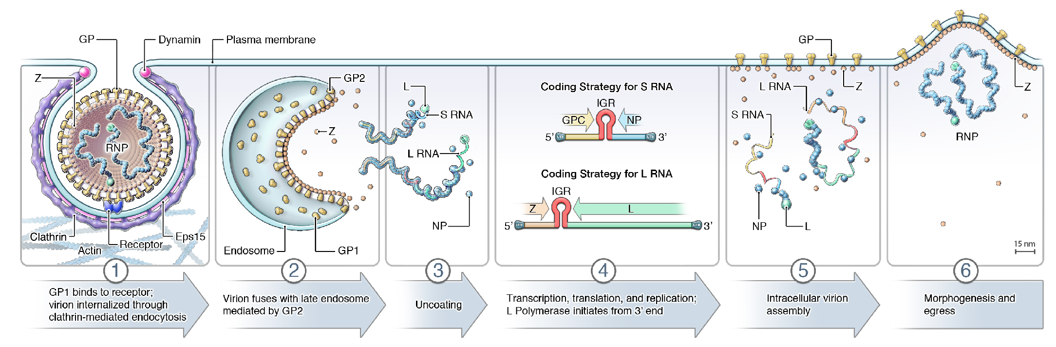 Family: Arenaviridae | ICTV