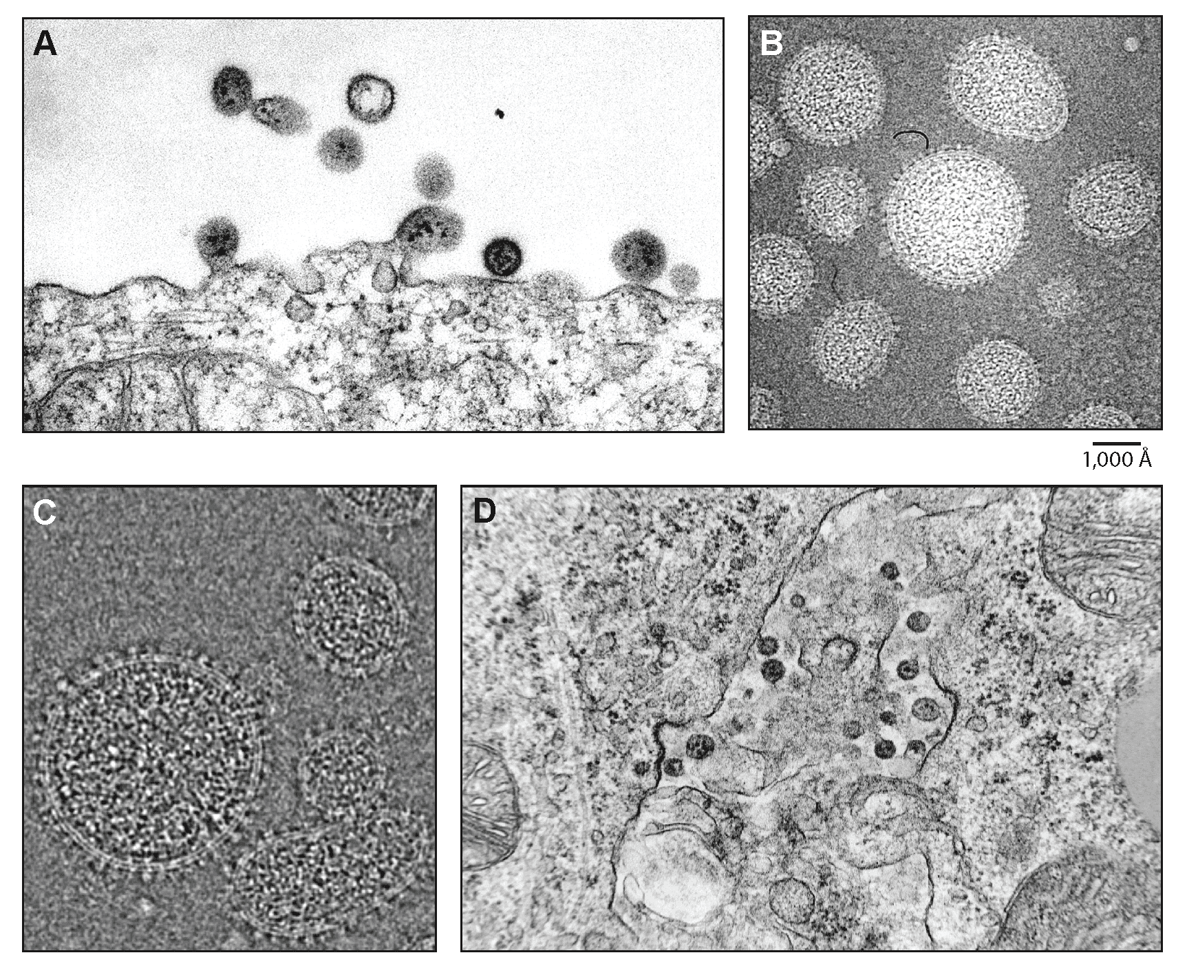 Genus: Mammarenavirus | ICTV