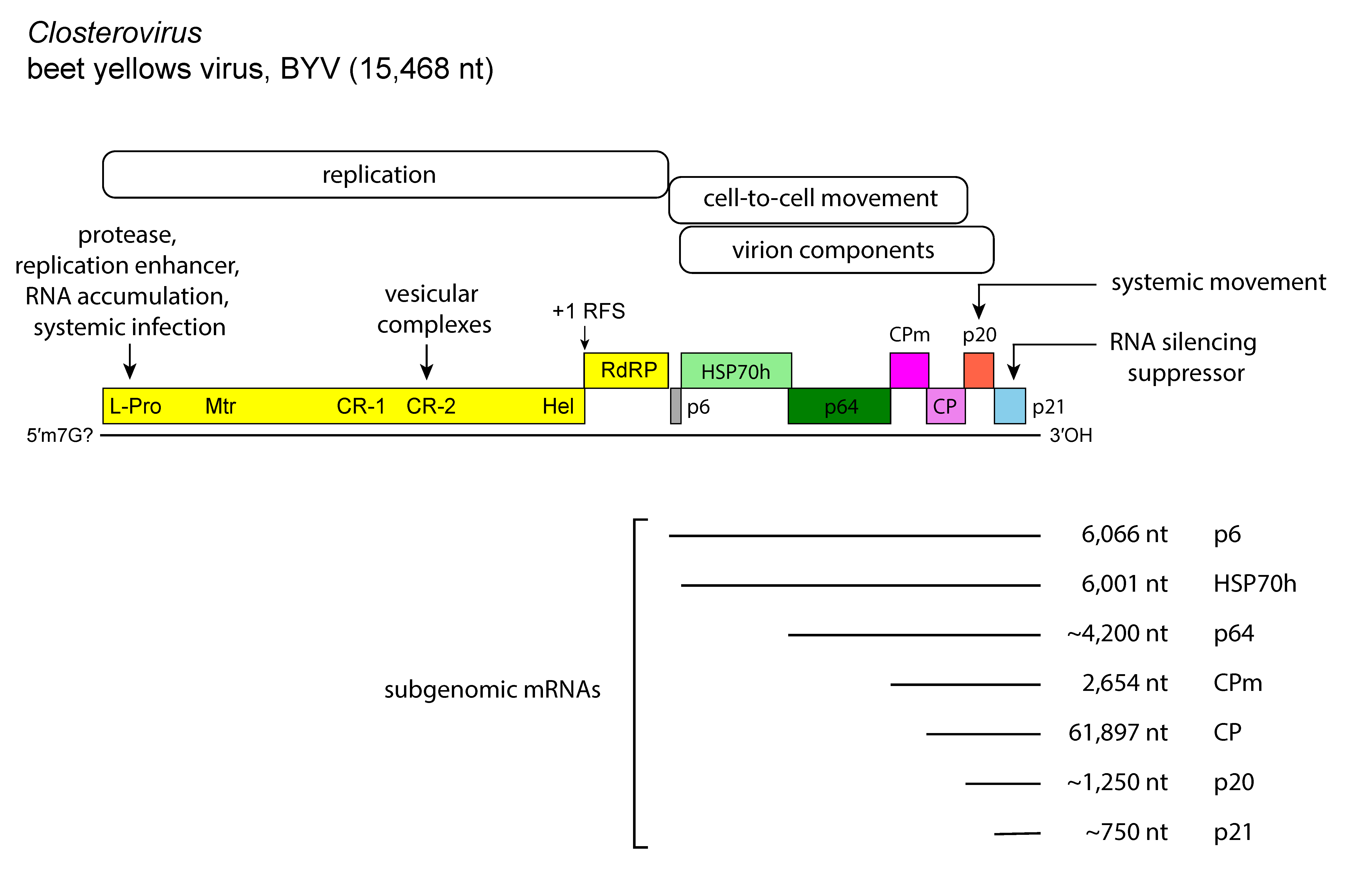 Genus: Closterovirus | ICTV