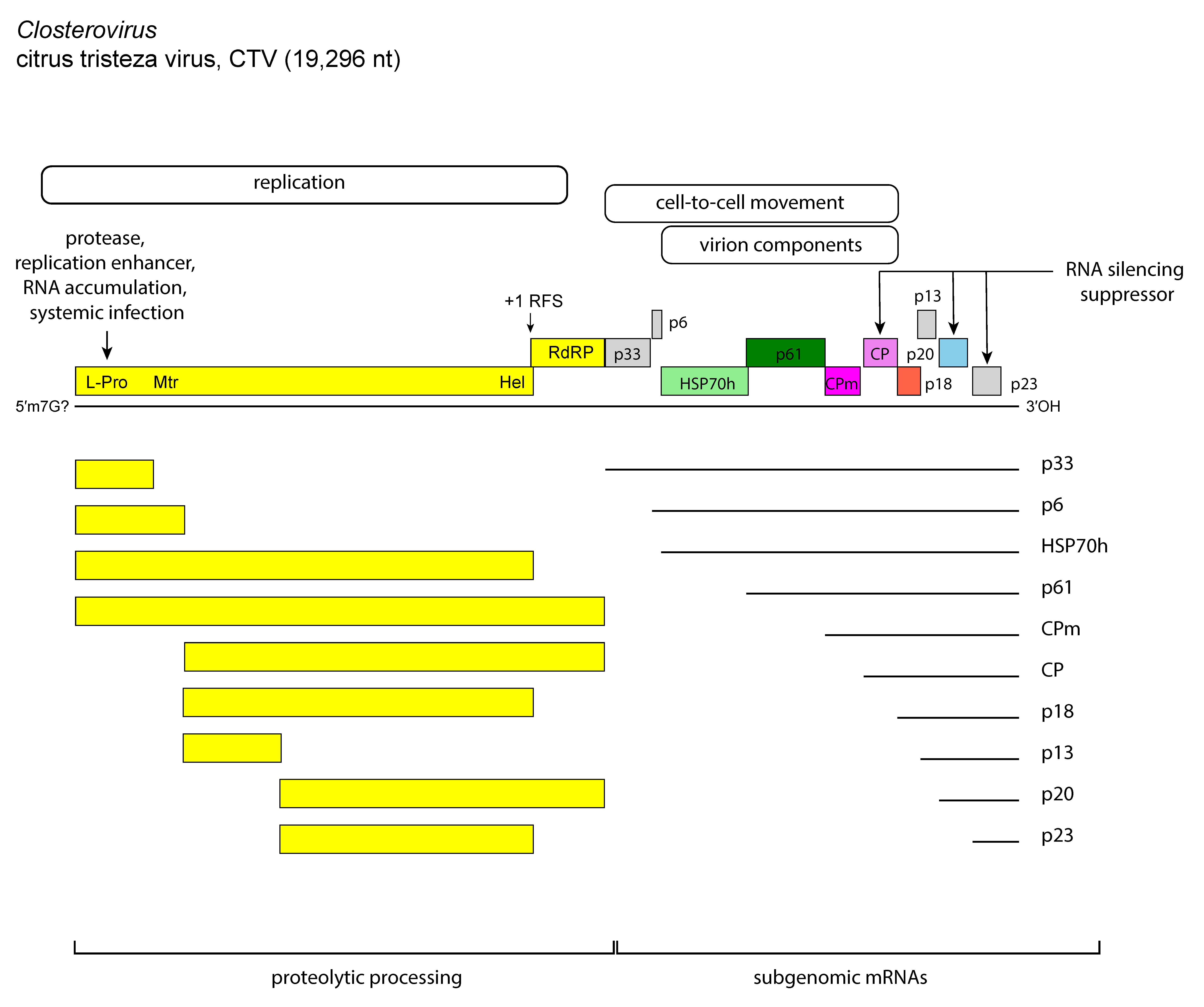 Genus: Closterovirus | ICTV