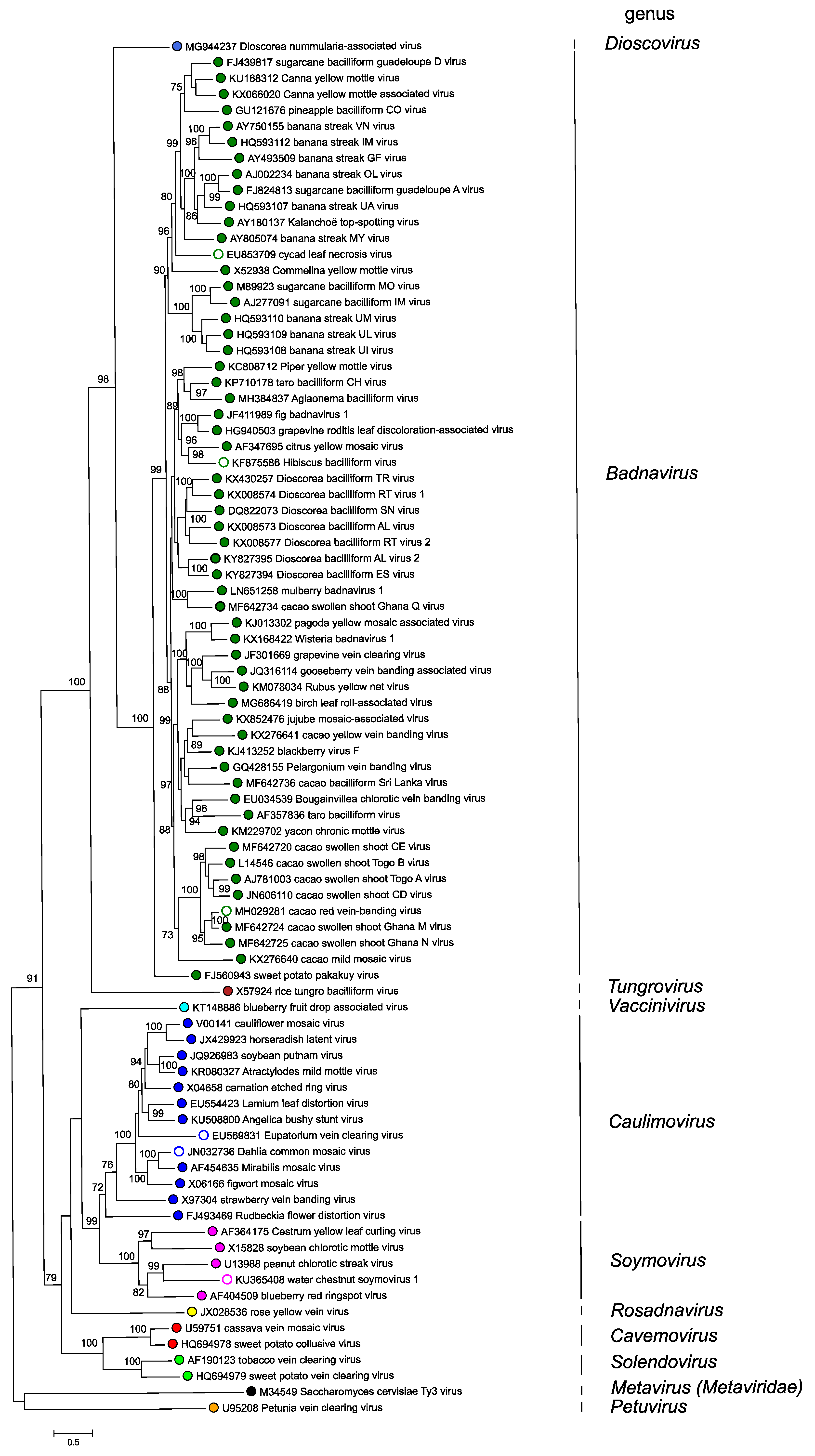 Family: Caulimoviridae | ICTV