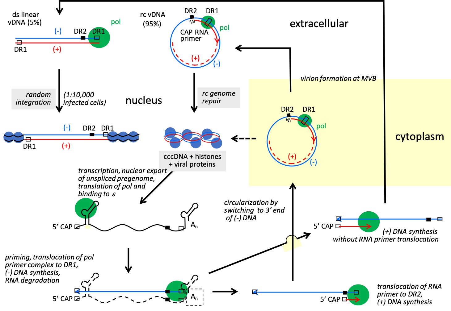 Family: Hepadnaviridae | ICTV