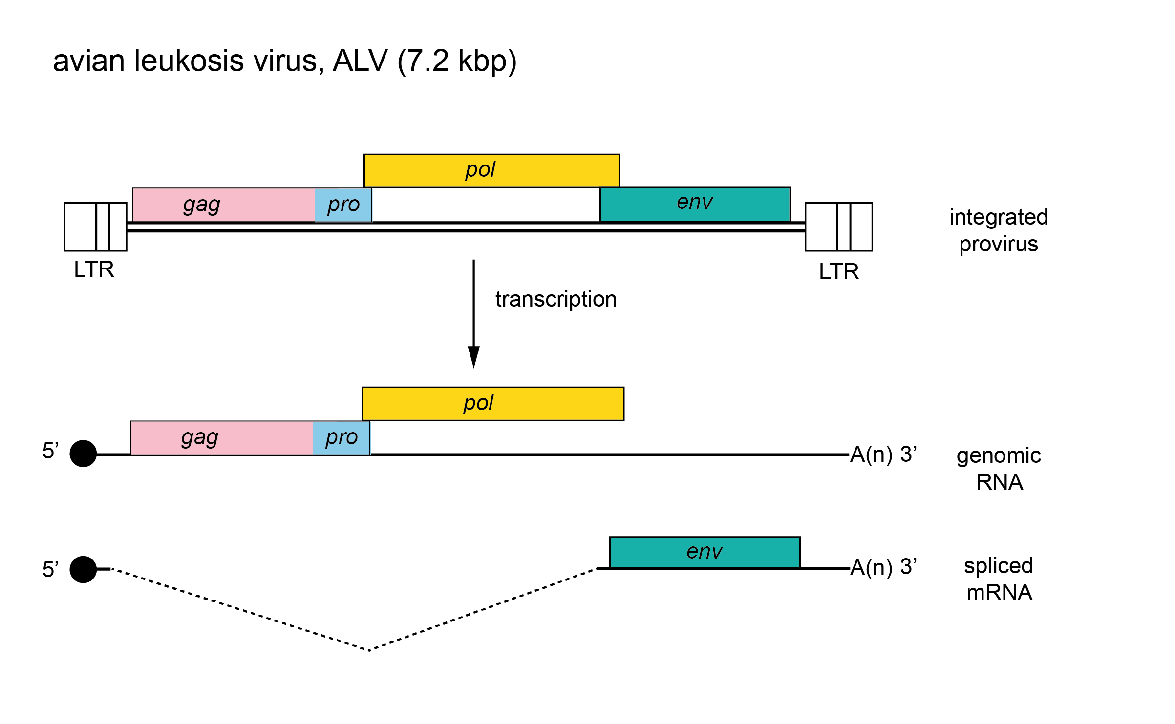 Genus: Alpharetrovirus | ICTV