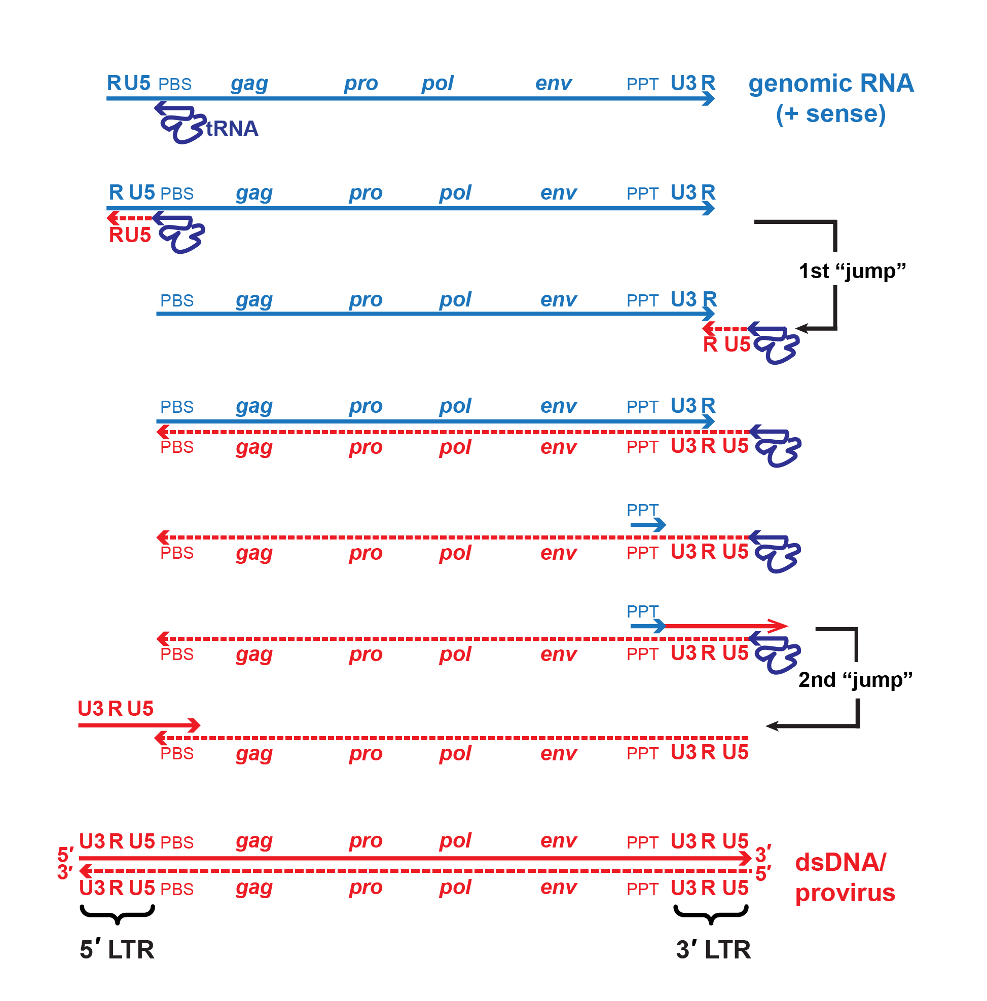Family: Retroviridae | ICTV