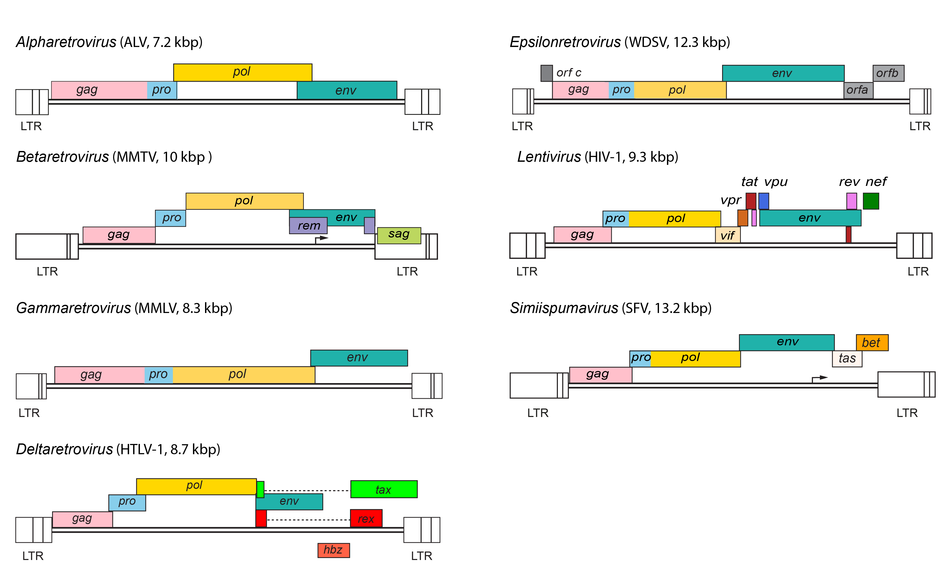 Family: Retroviridae | ICTV