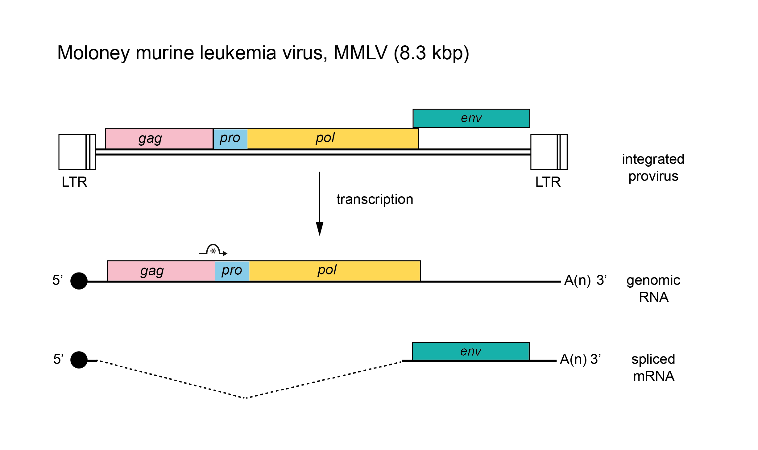 Genus: Gammaretrovirus | ICTV