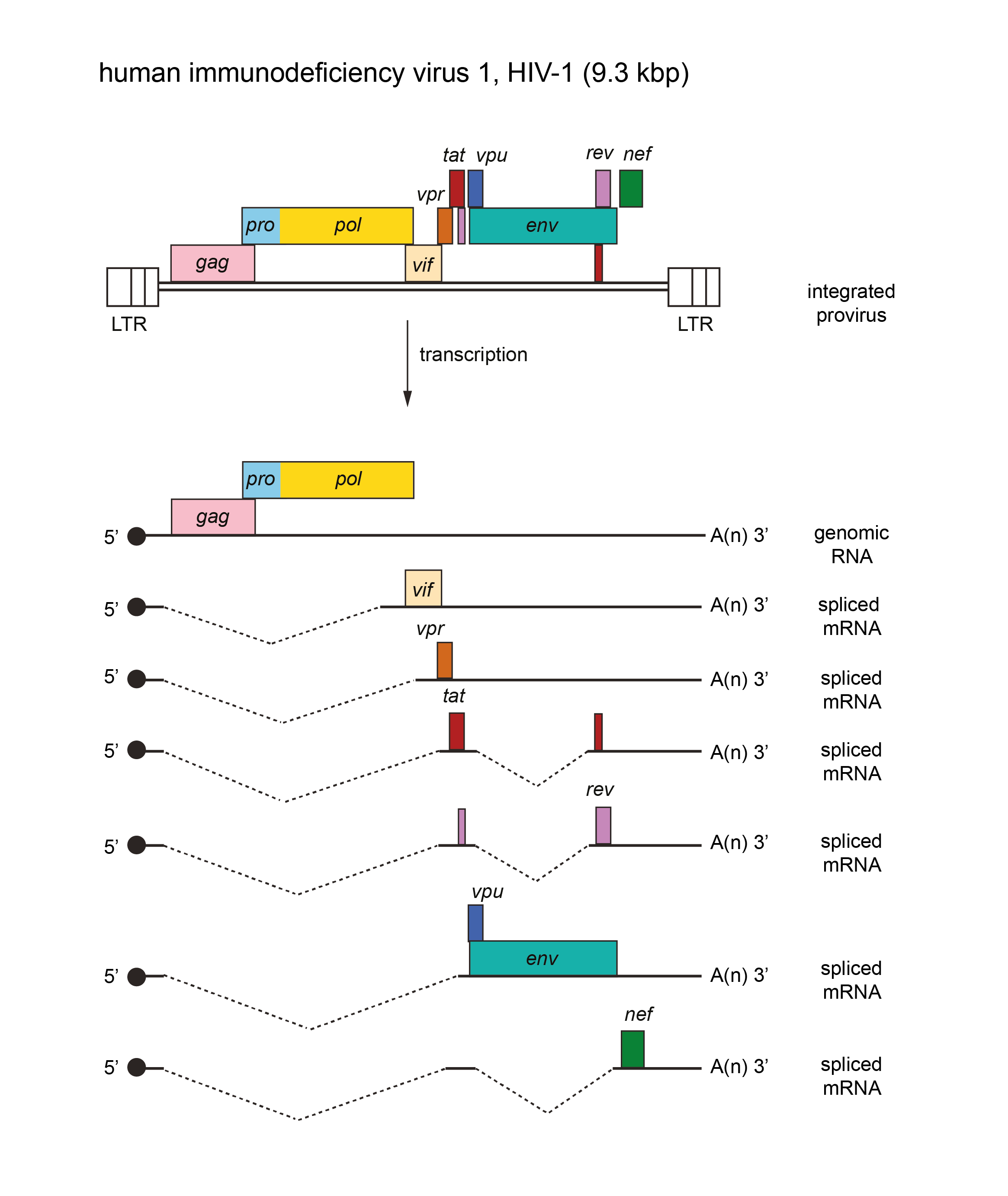 Genus: Lentivirus | ICTV