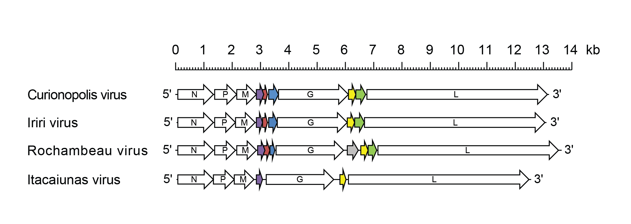 Genus: Curiovirus | ICTV