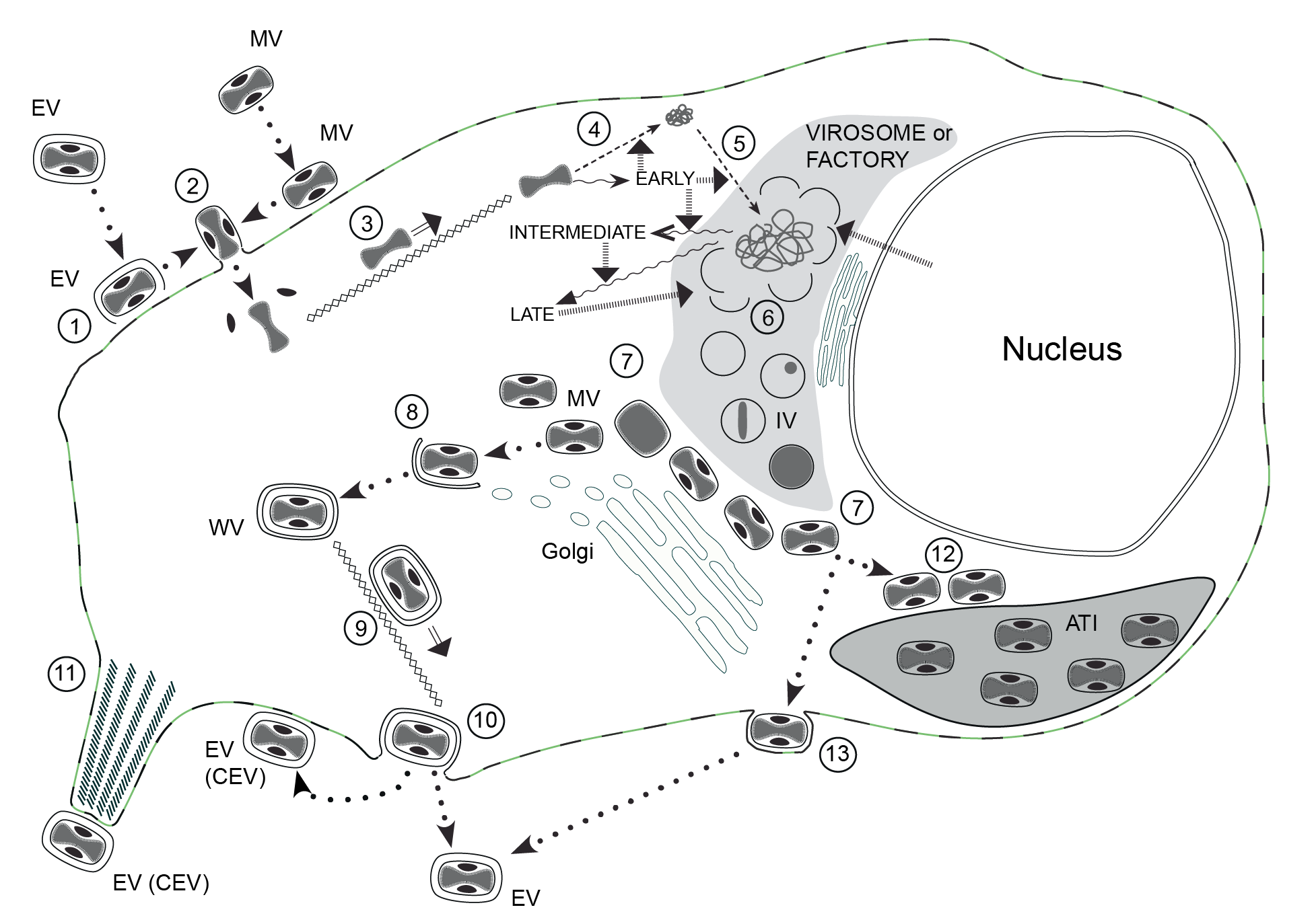 Family: Poxviridae | ICTV