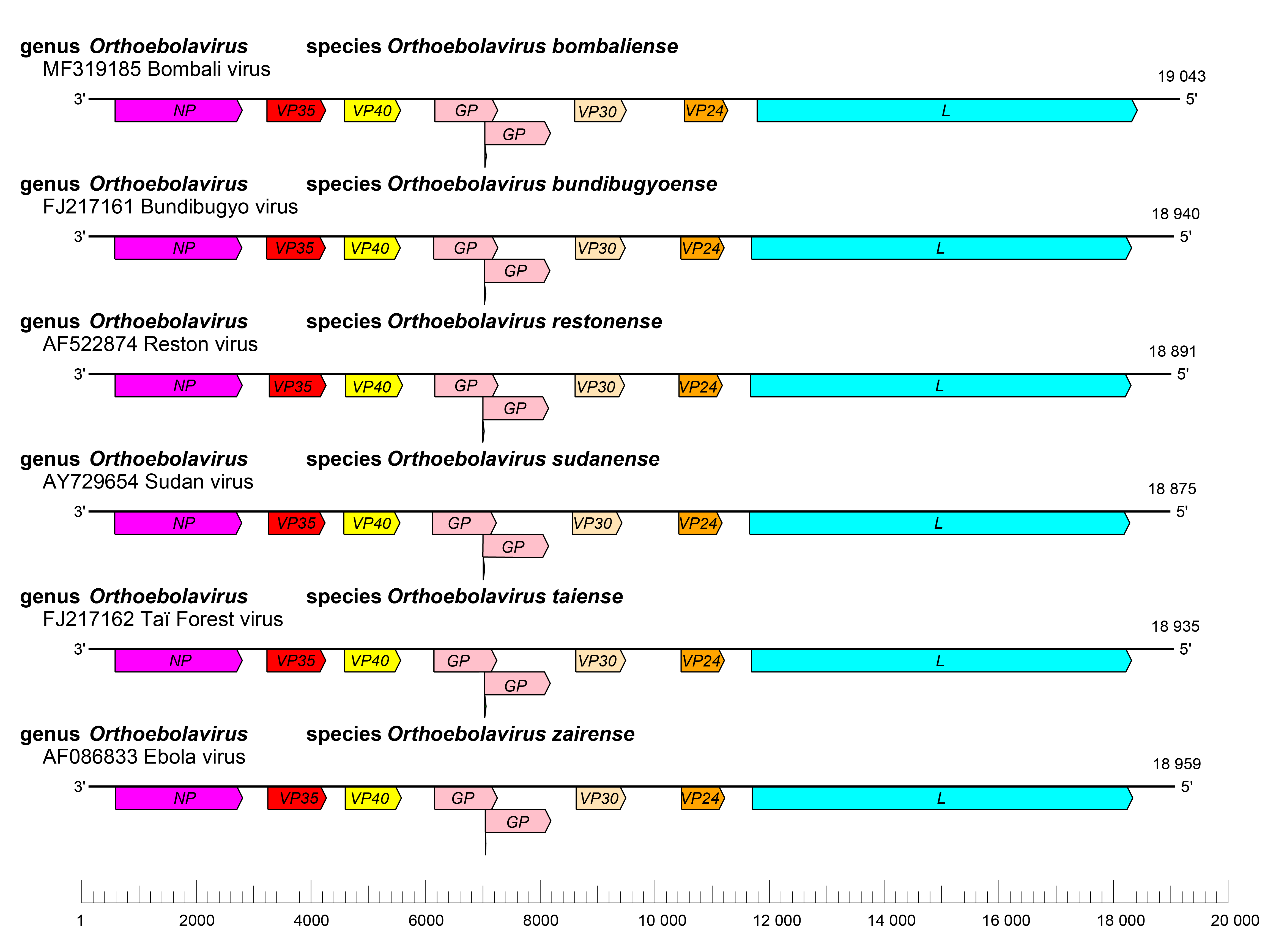Genus: Orthoebolavirus | ICTV