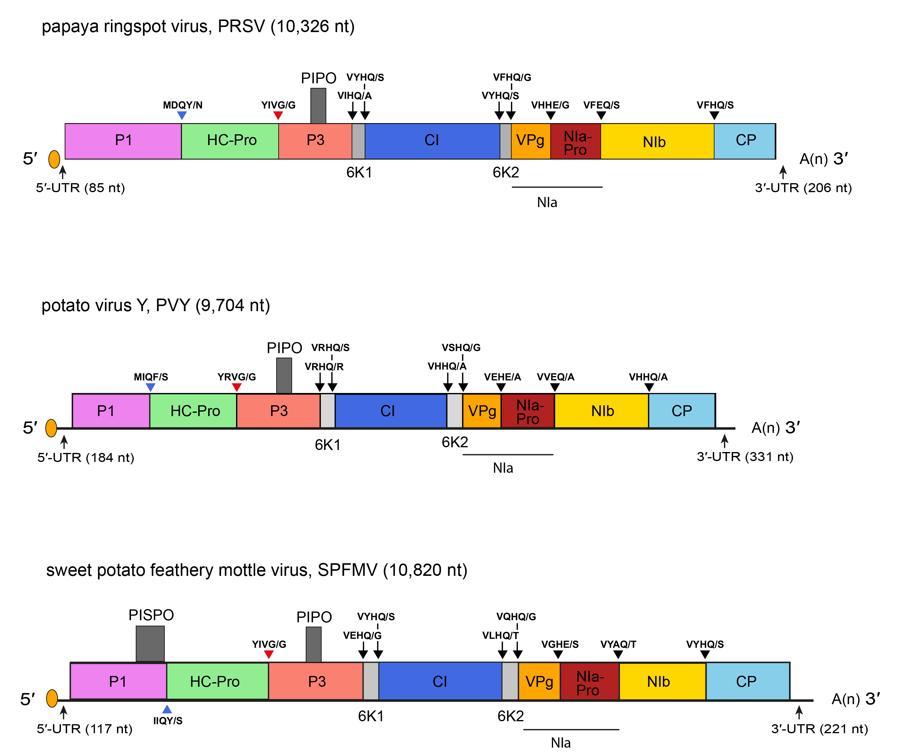 Genus: Potyvirus | ICTV