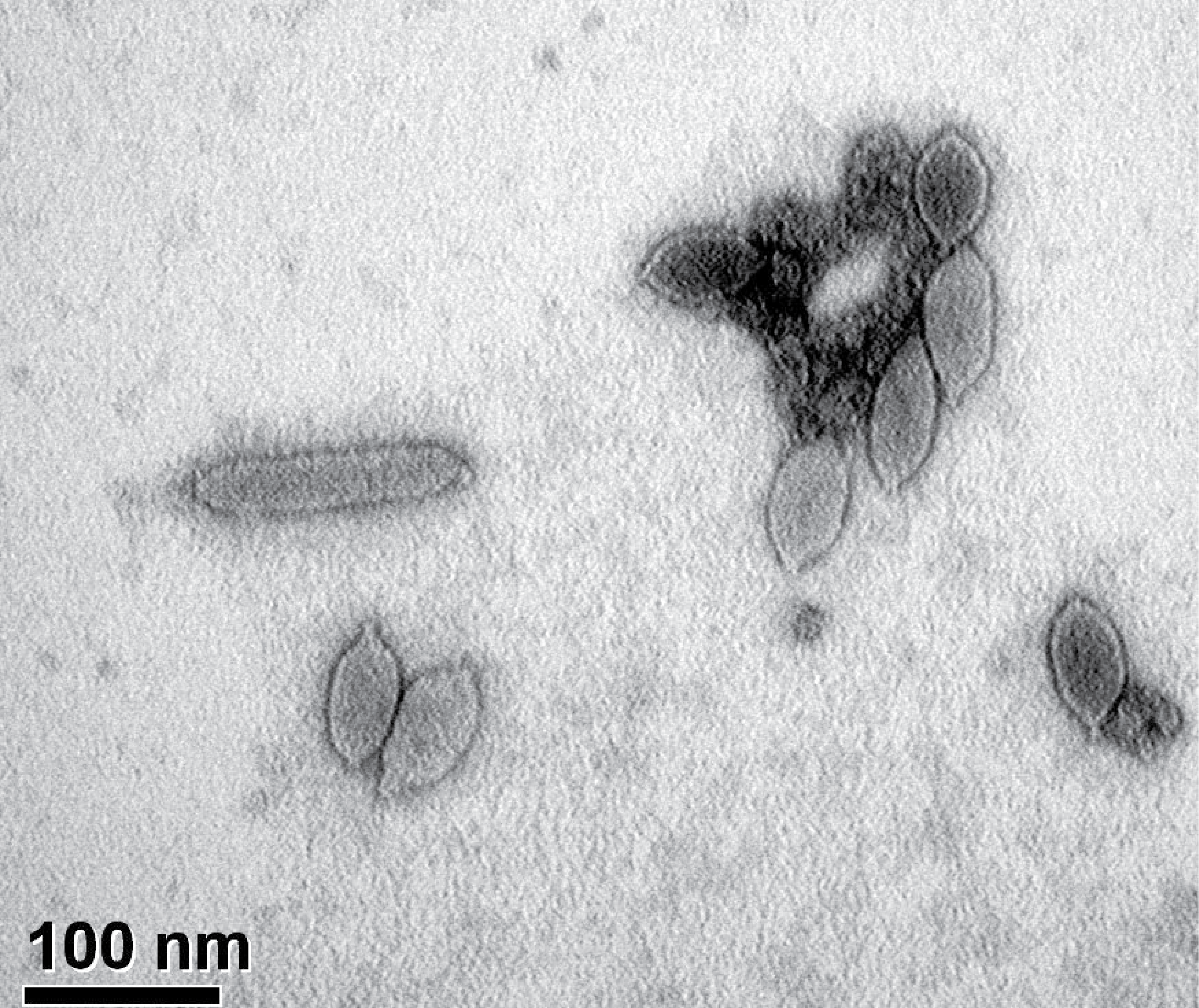 Family: Halspiviridae (Interim Report) | ICTV